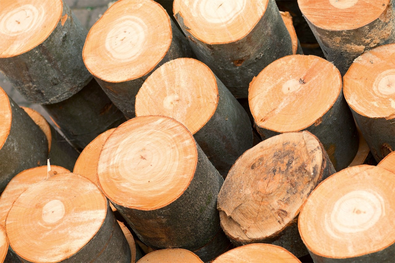 Paukenschlag am Rundholzmarkt